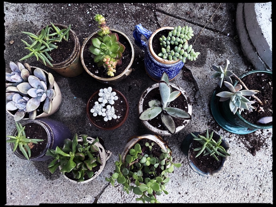 Oh Honestly, Erin » Plant Obsession Erin is Back