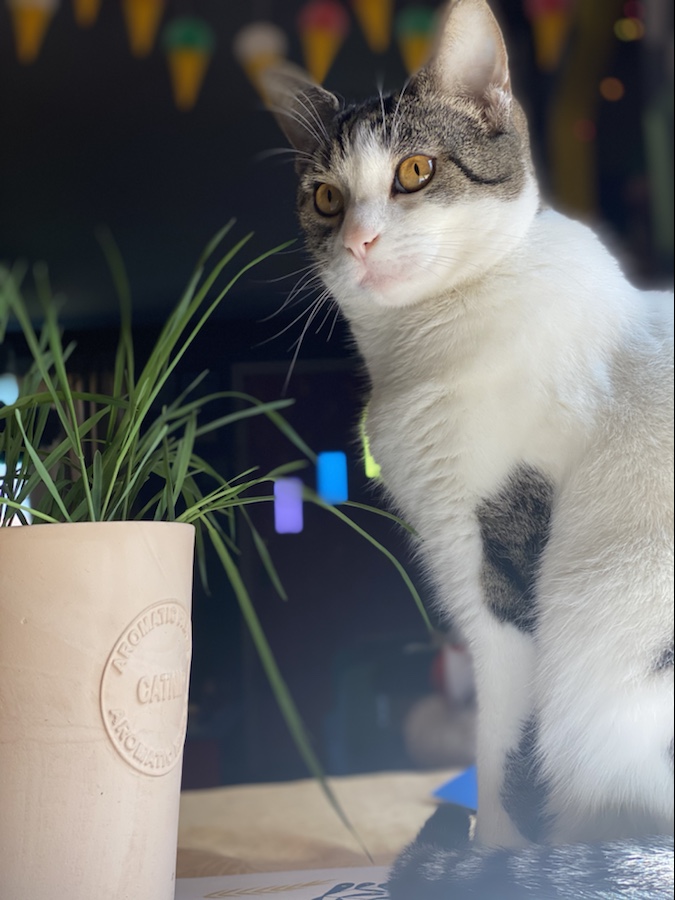 Oh Honestly, Erin » Cat attack, cattack, ack.